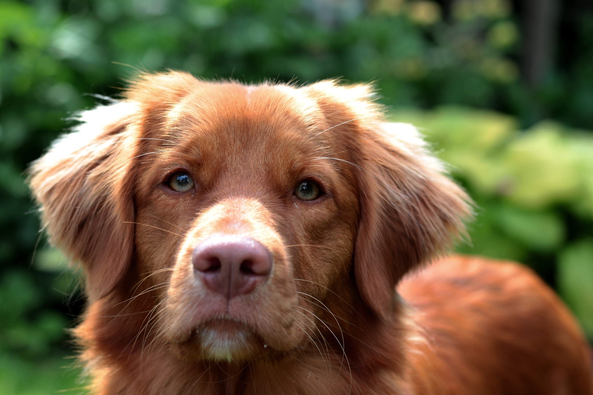 Duck Tolling Retriever-Nova Scotia | Blog | PlexiDor Dog Doors